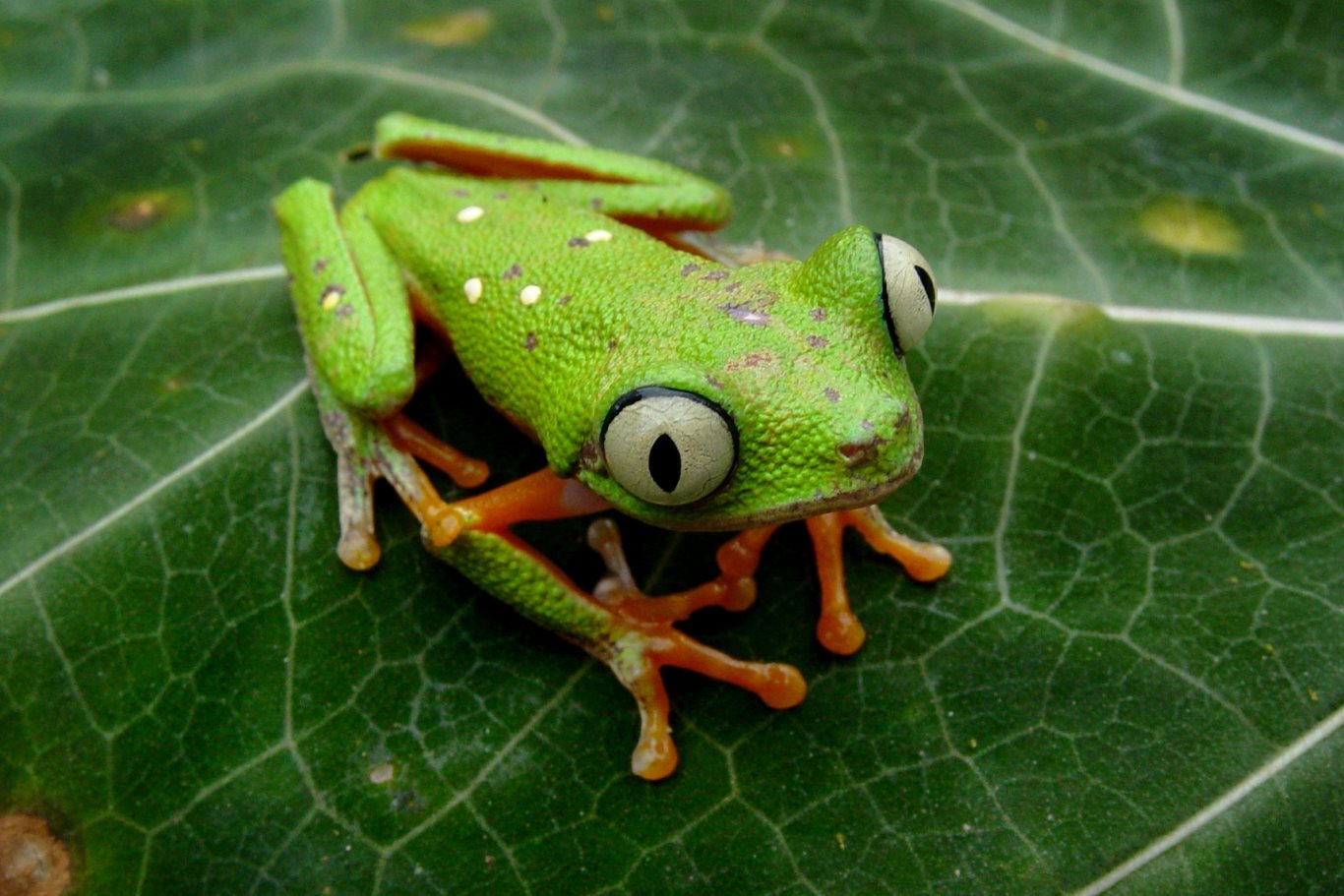 The Top 11 Frogs You Won’t Find in Tarapoto, Peru | New Peruvian