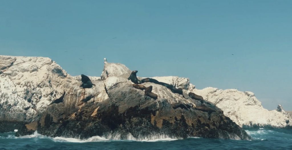 A Day Trip to Isla Foca in the Piura Region of Peru | New Peruvian
